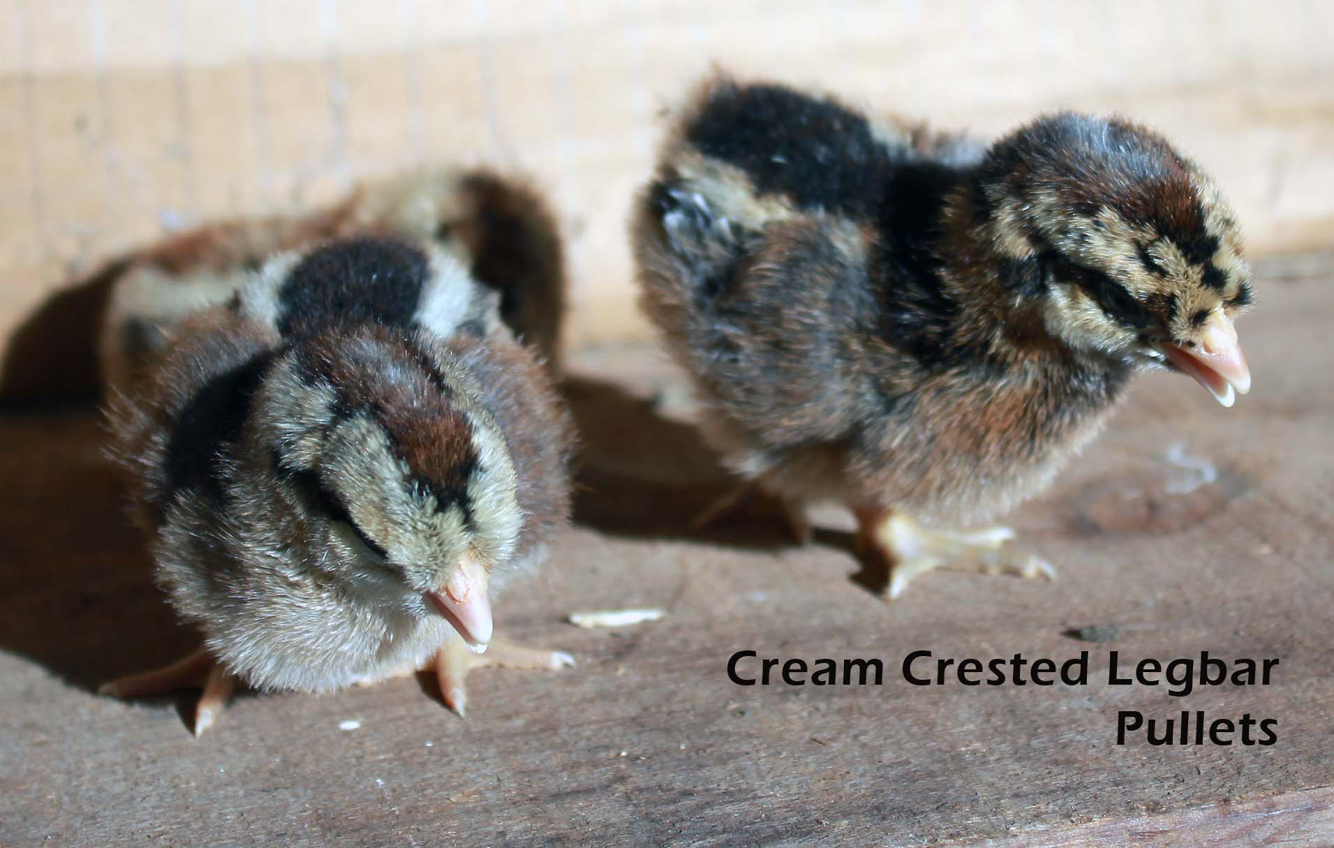 Cream Crested Legbar Flock – Chick'n'Eggs