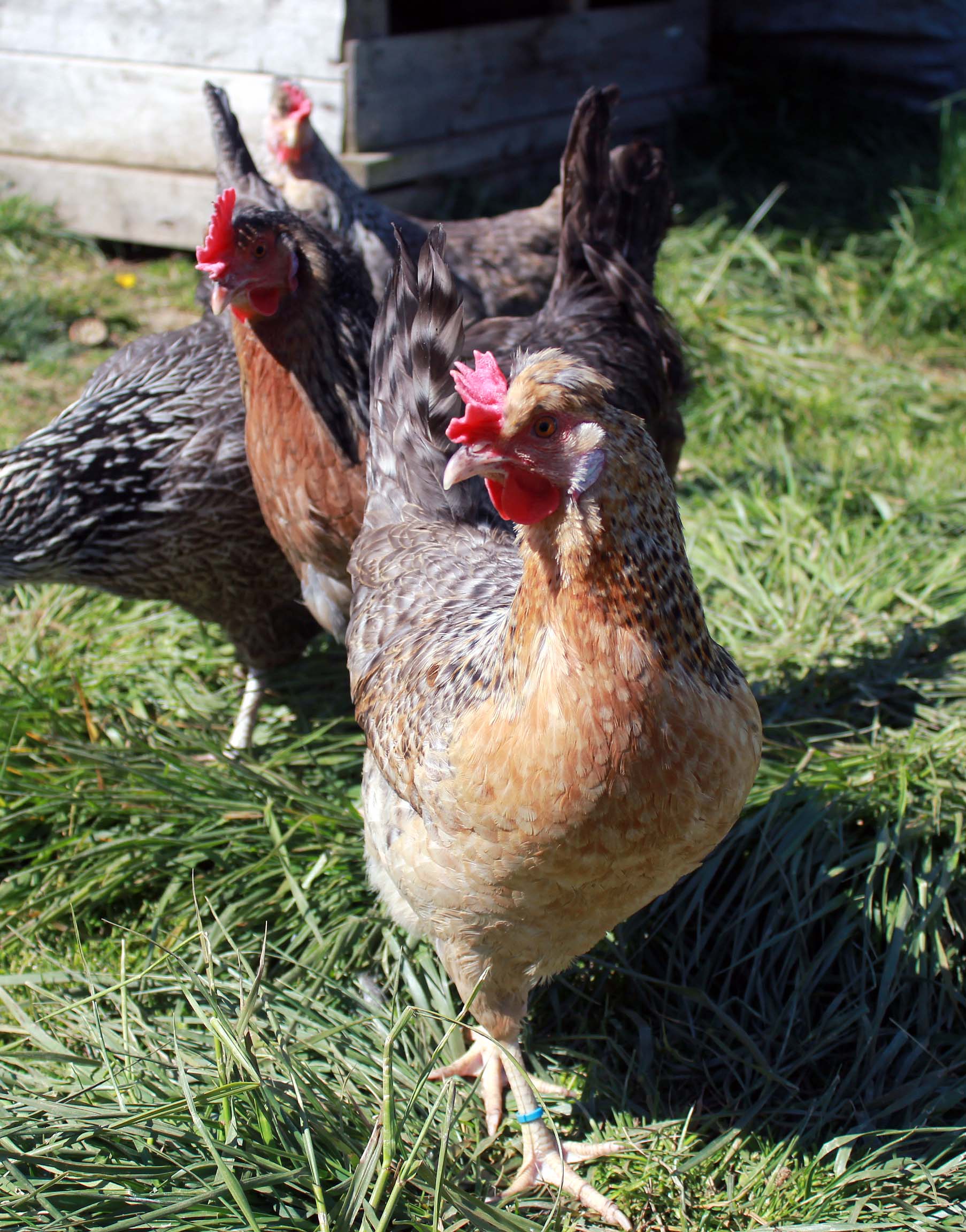 Cream Crested Legbar Flock – Chick'n'Eggs