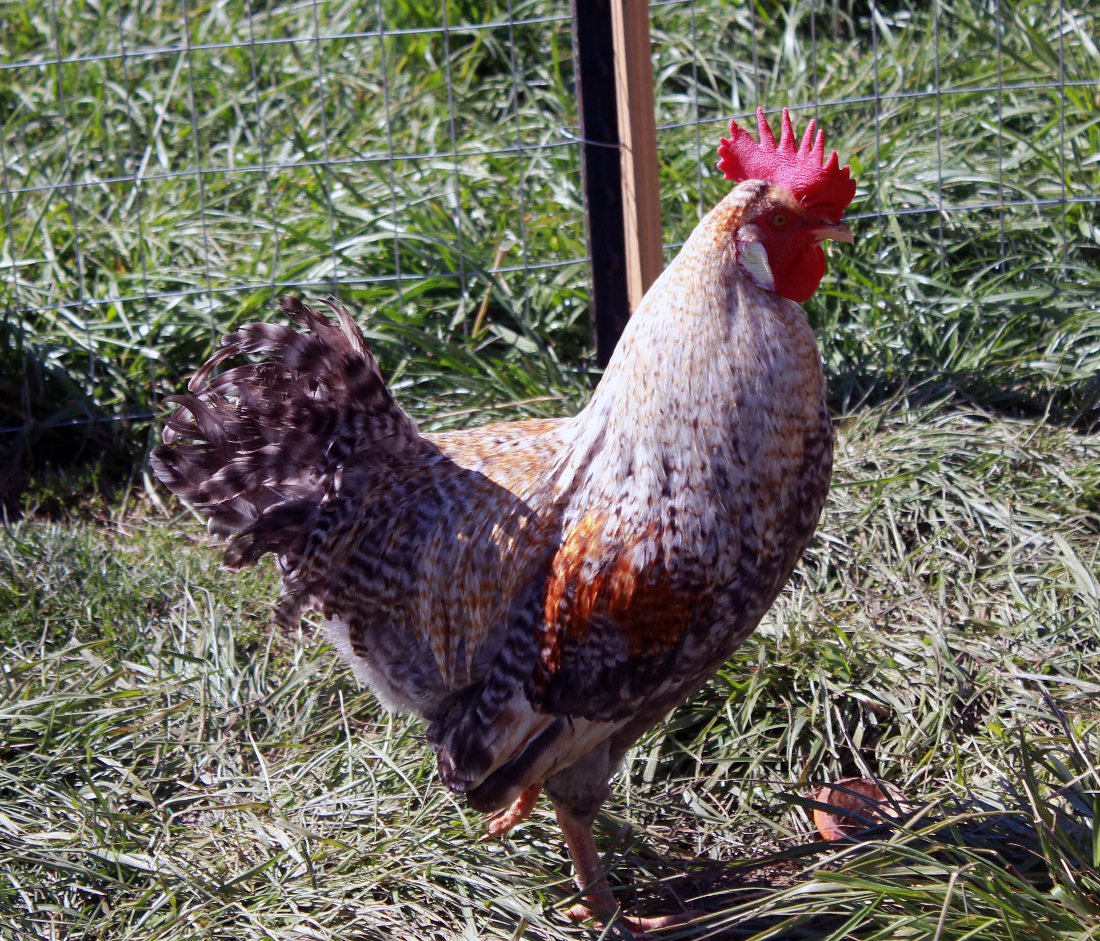 Cream Crested Legbar Flock – Chick'n'Eggs