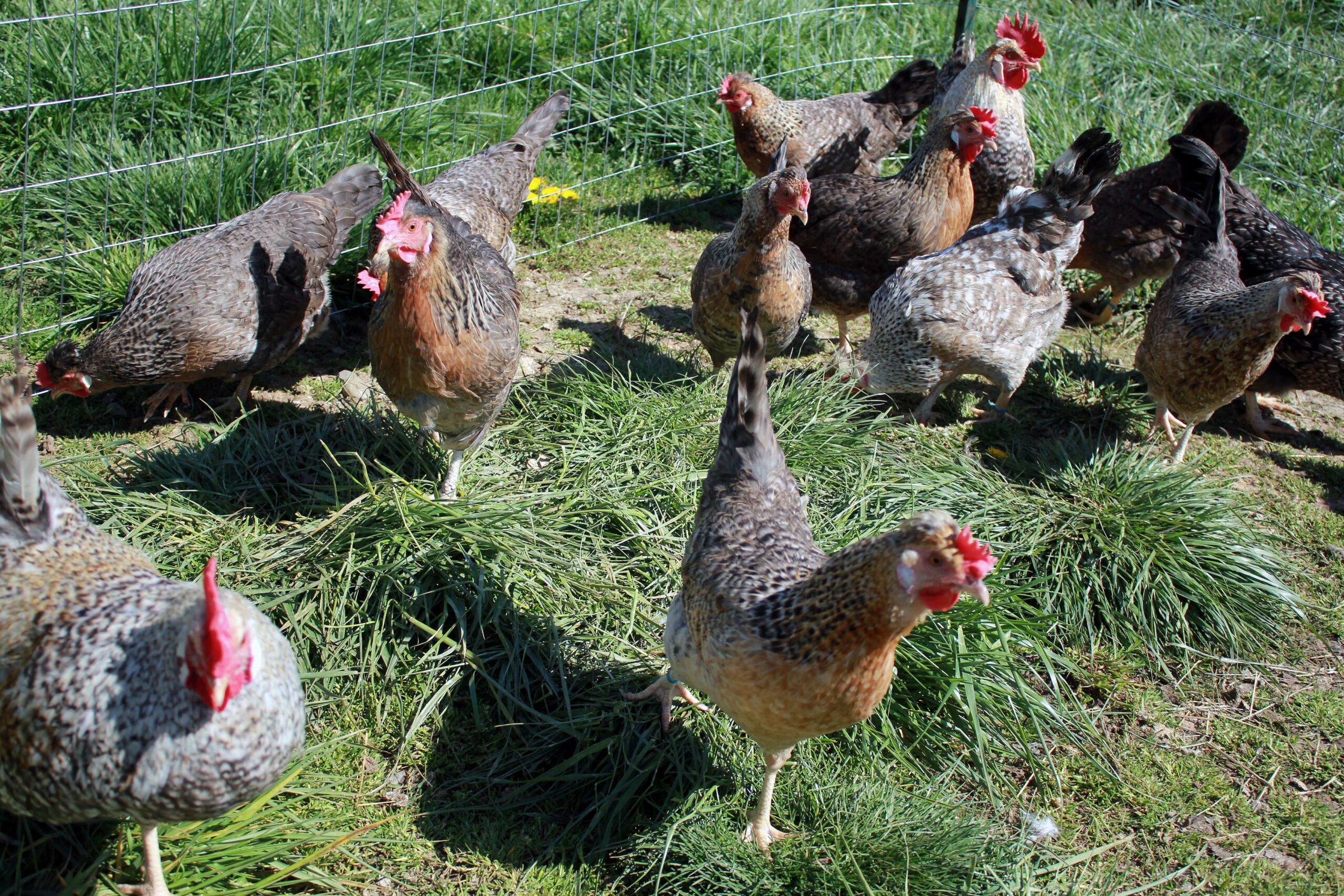 Cream Crested Legbar Flock – Chick'n'Eggs