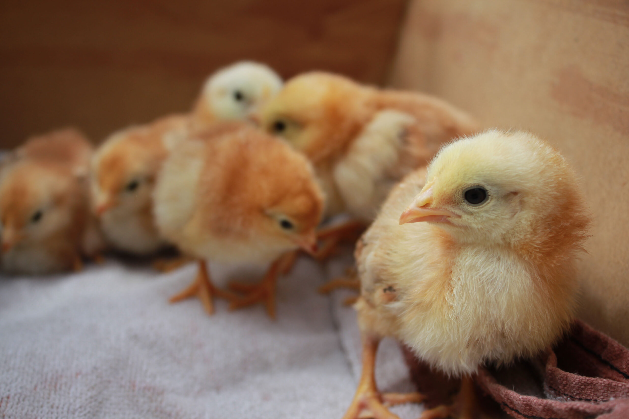 Rhode Island Red – Chick'n'Eggs