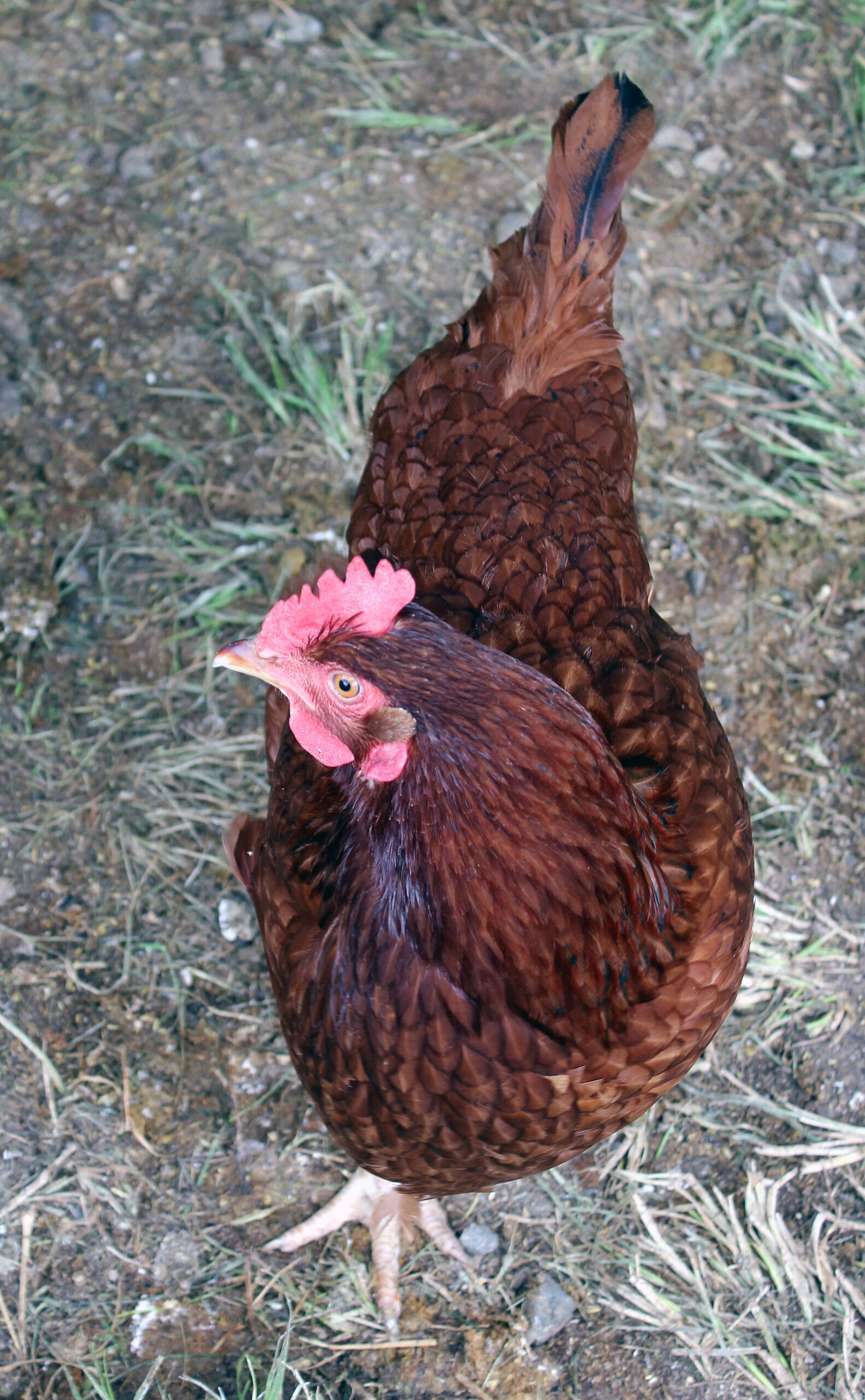 Rhode Island Red – Chick'n'Eggs