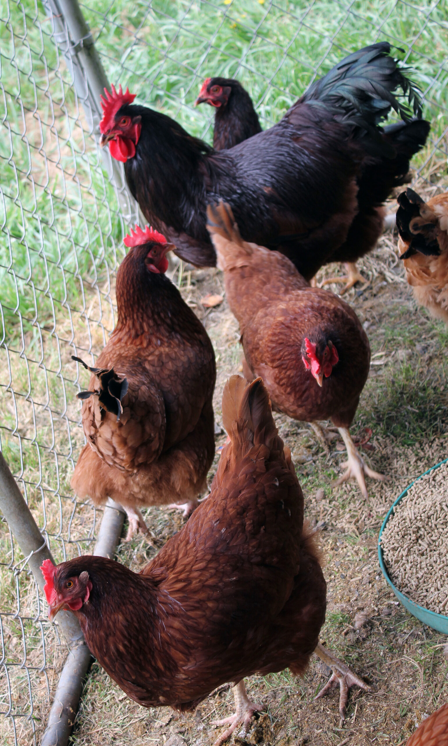 Rhode Island Red – Chick'n'Eggs