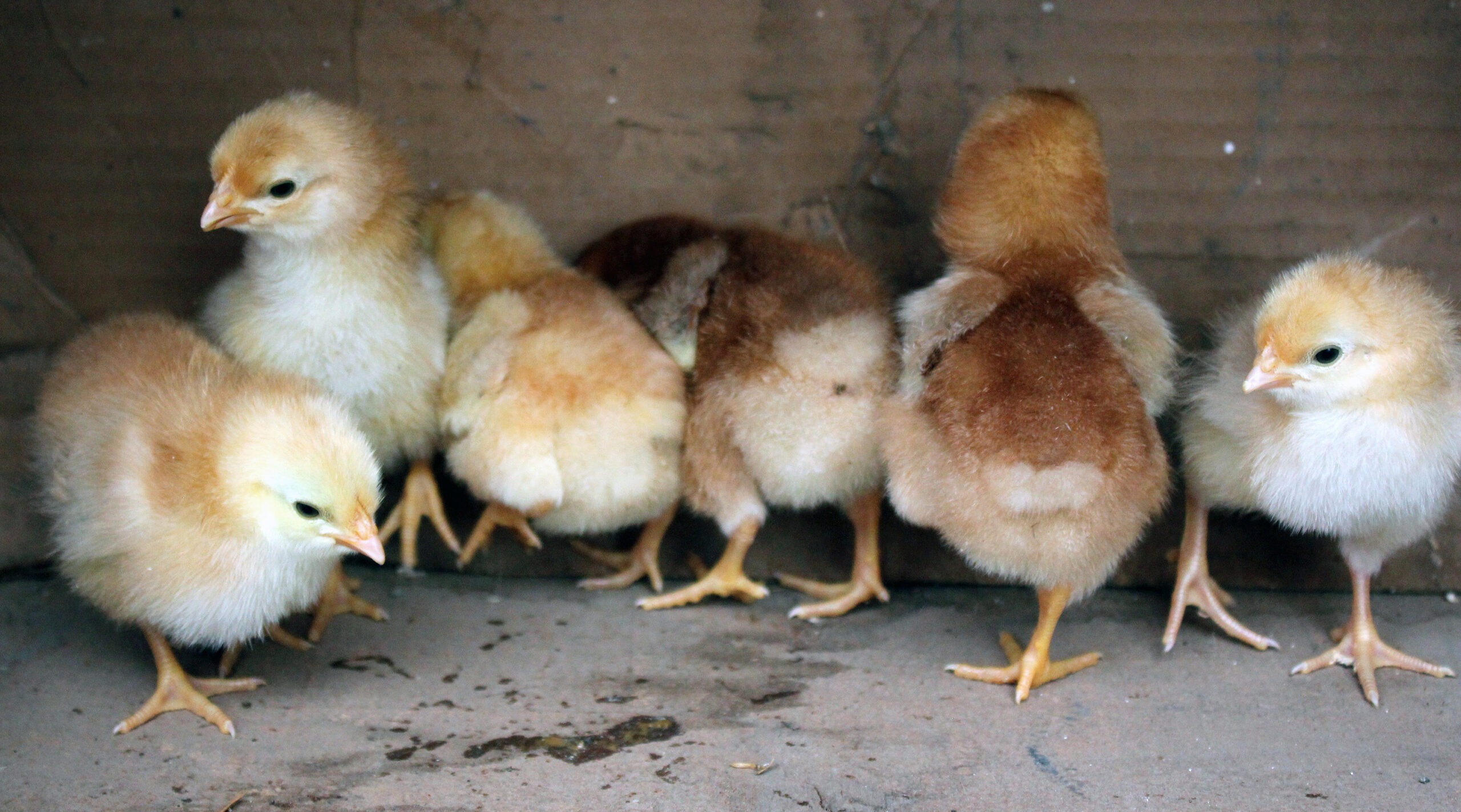 Rhode Island Red – Chick'n'Eggs