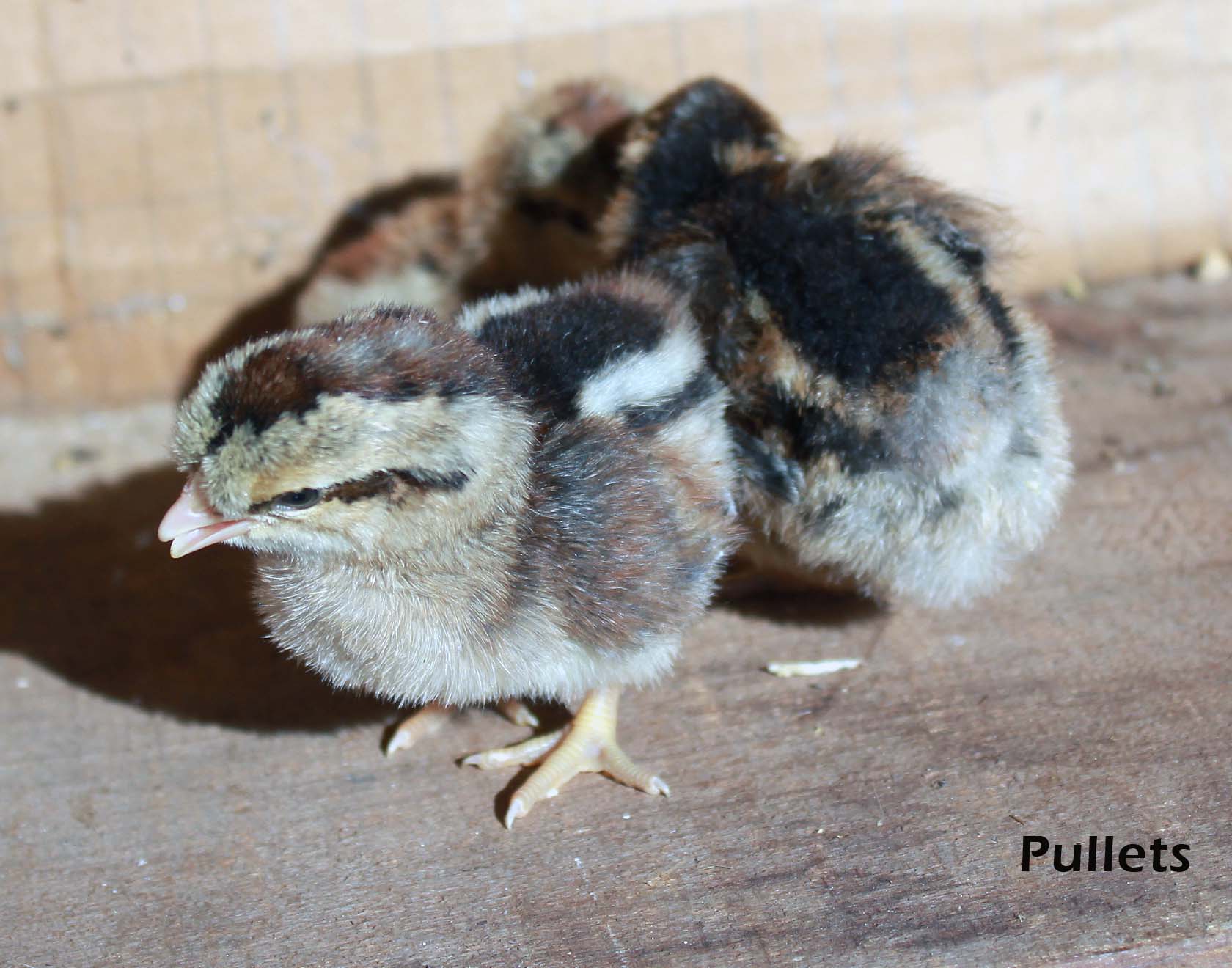 Cream Crested Legbar Flock – Chick'n'Eggs