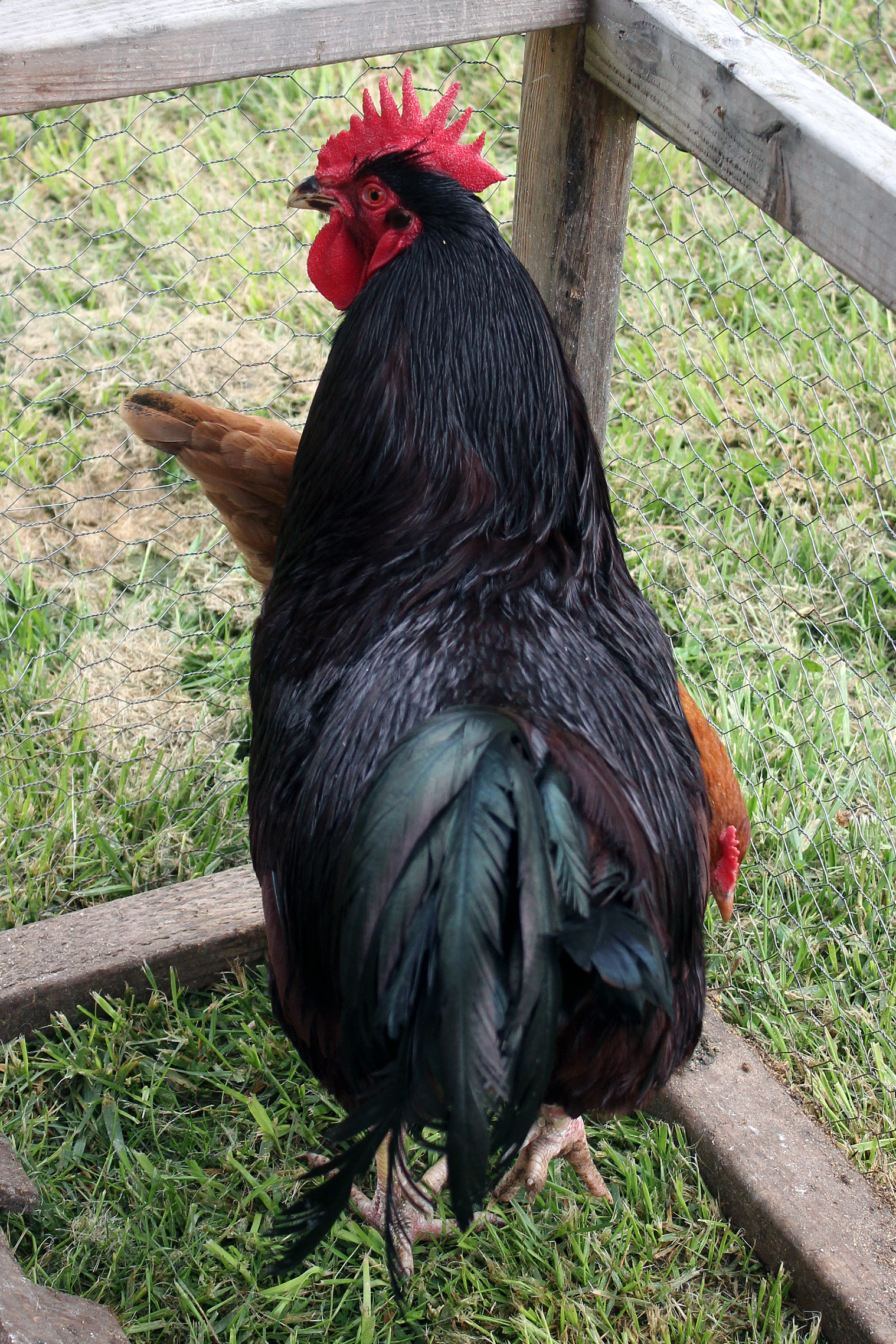 Rhode Island Red – Chick'n'Eggs