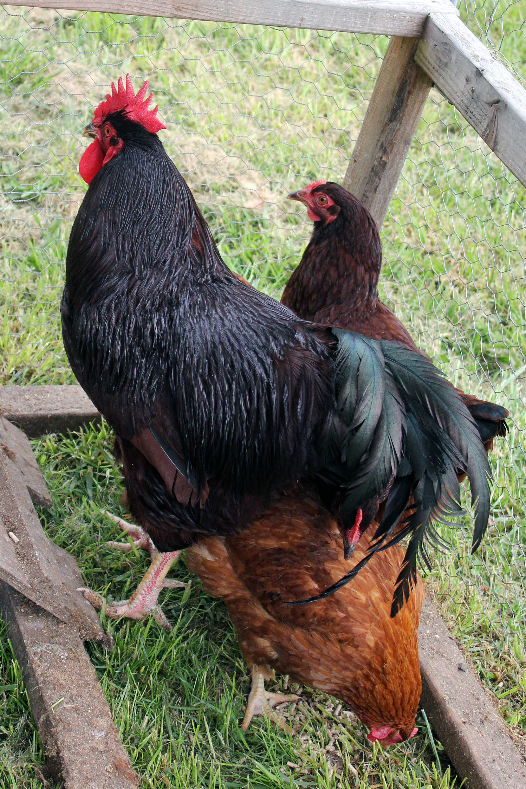 Rhode Island Red – Chick'n'Eggs