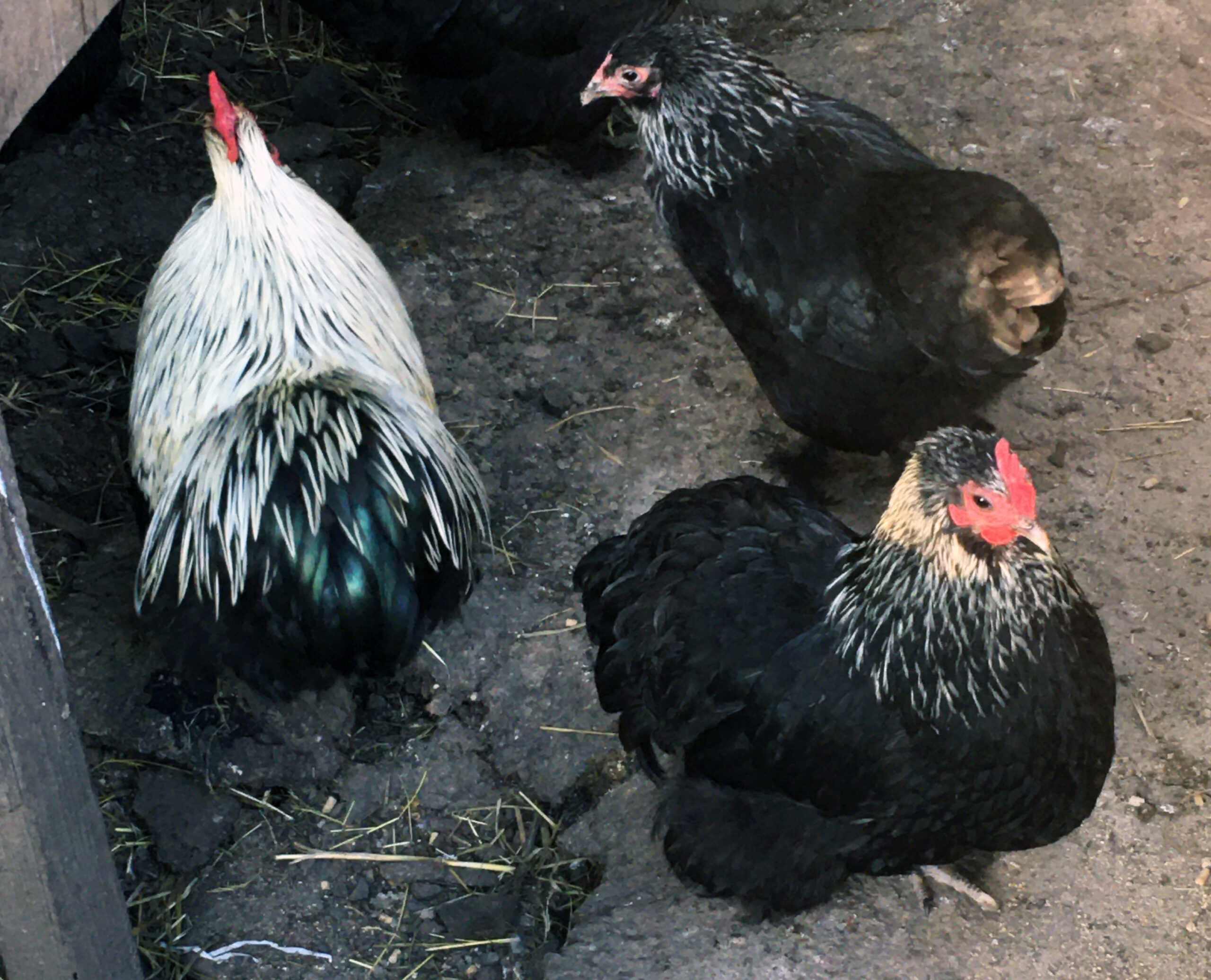 Bantam Birchen Cochin – Chick'n'Eggs